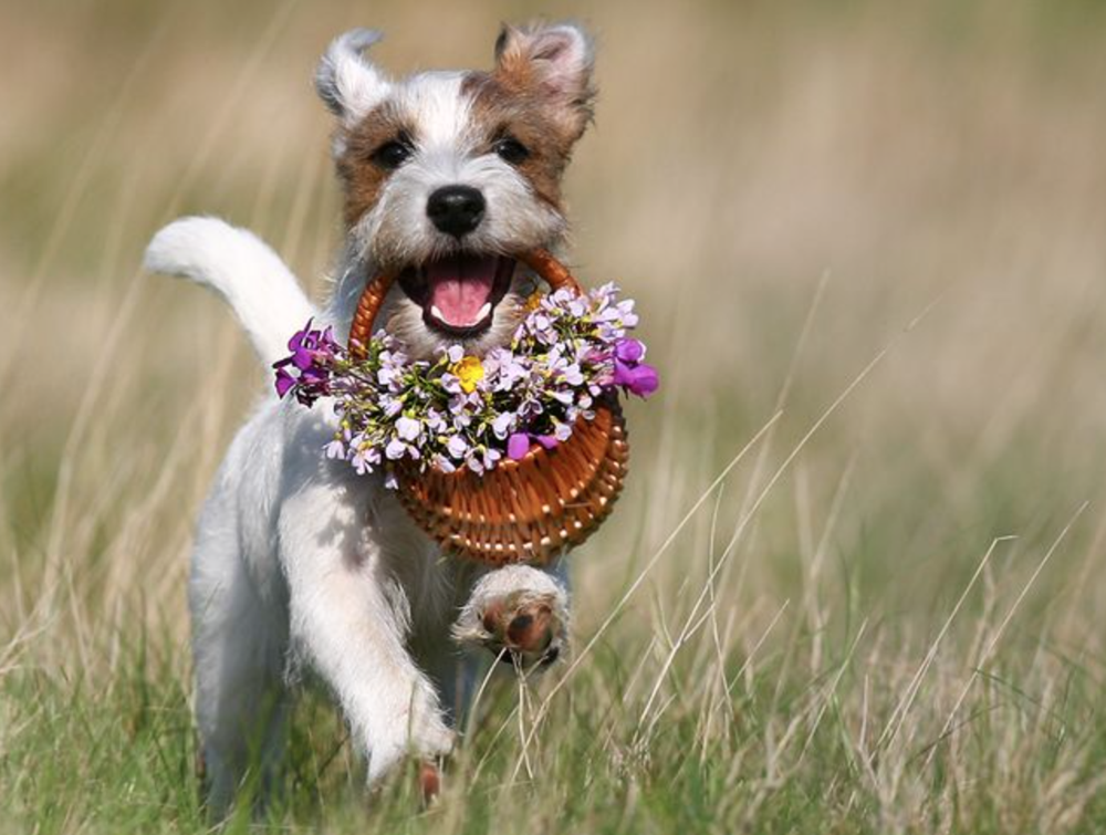 Dividend Dog Followers Pick High-Yield Posies In April | Seeking Alpha Dividend Dog Followers Pick High-Yield Posies In April | Seeking Alpha